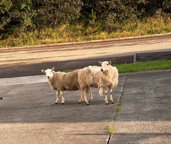 Watly in Wales – Watly Engineering Ltd